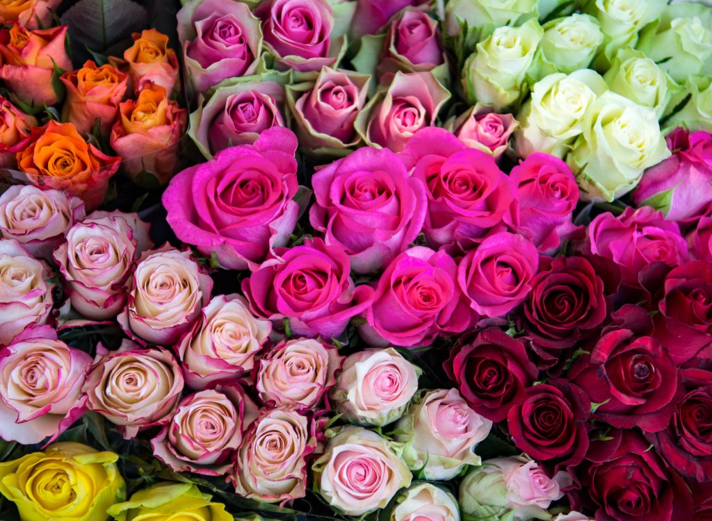 Teas with Flower Power! - Fusio Teas Blog